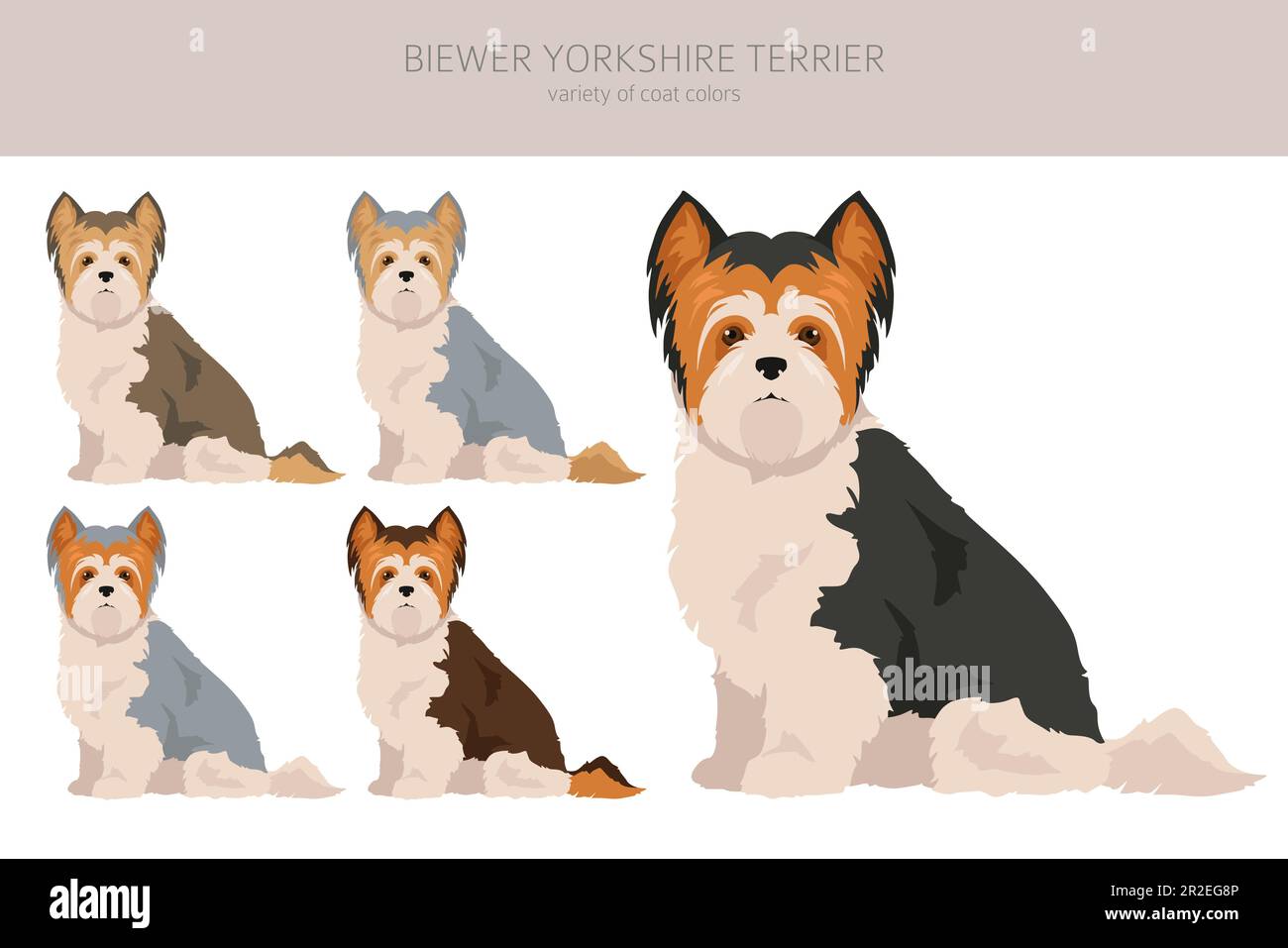 Biewer Yorkshire Terrier clipart. Different poses, coat colors set ...