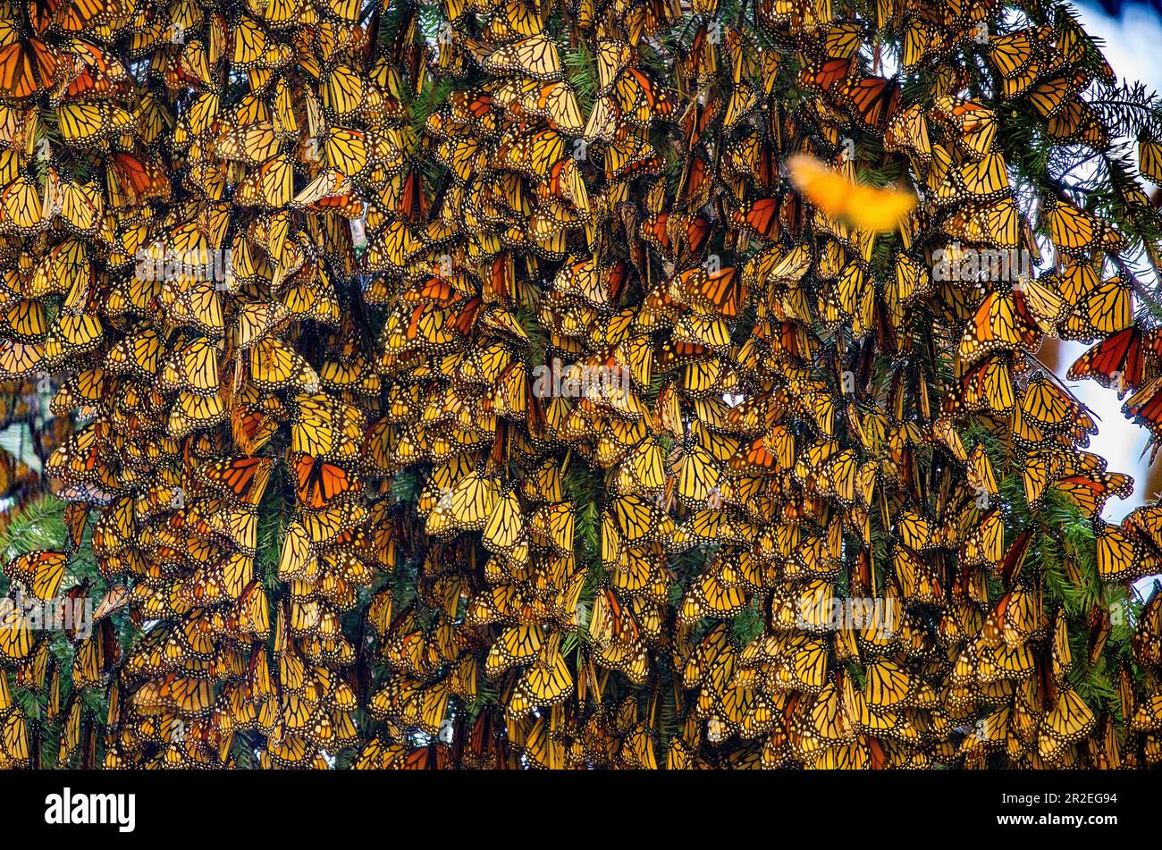 Big colony of Monarch butterflies (Danaus plexippus) close-up in the ...