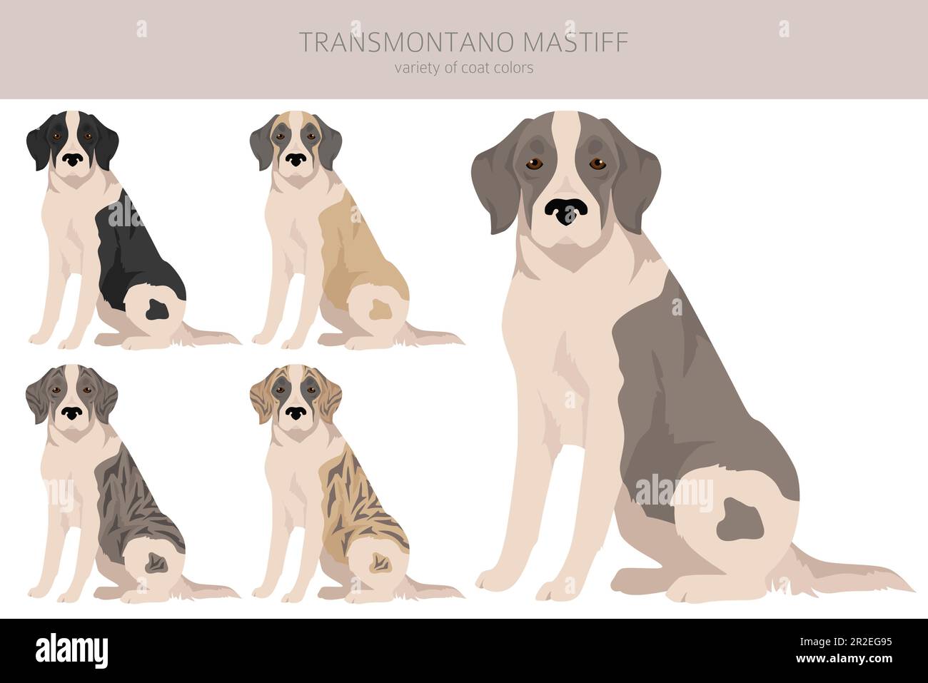Transmontano Mastiff clipart. All coat colors set. All dog breeds ...