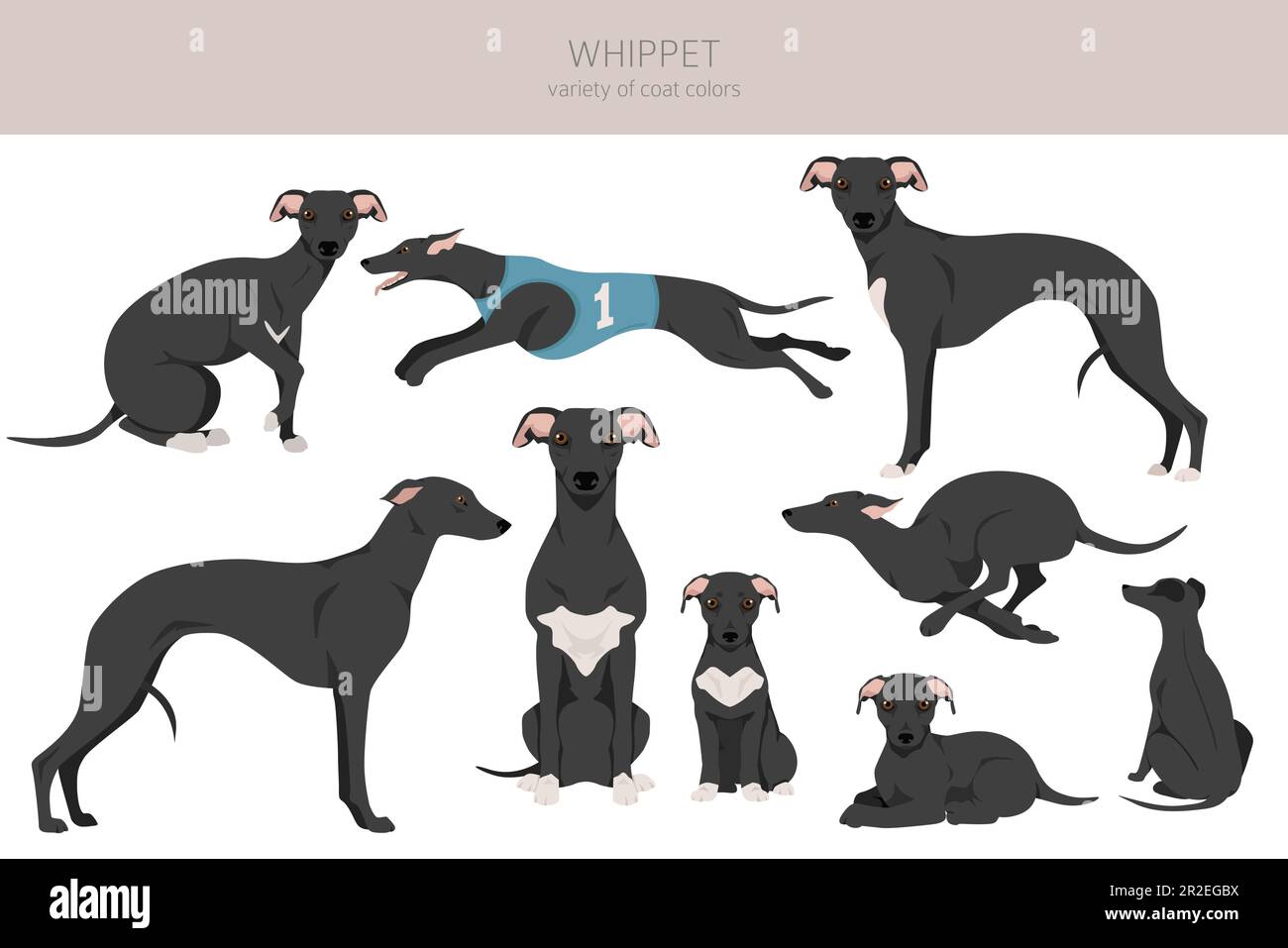 Whippet clipart. Different poses, coat colors set. Vector illustration Stock Vector Image & Art ...