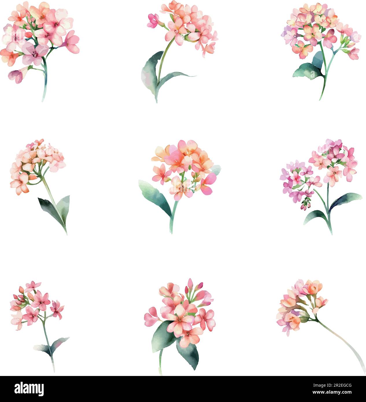 Kalanchoe blossfeldiana on white background Stock Vector Images - Alamy