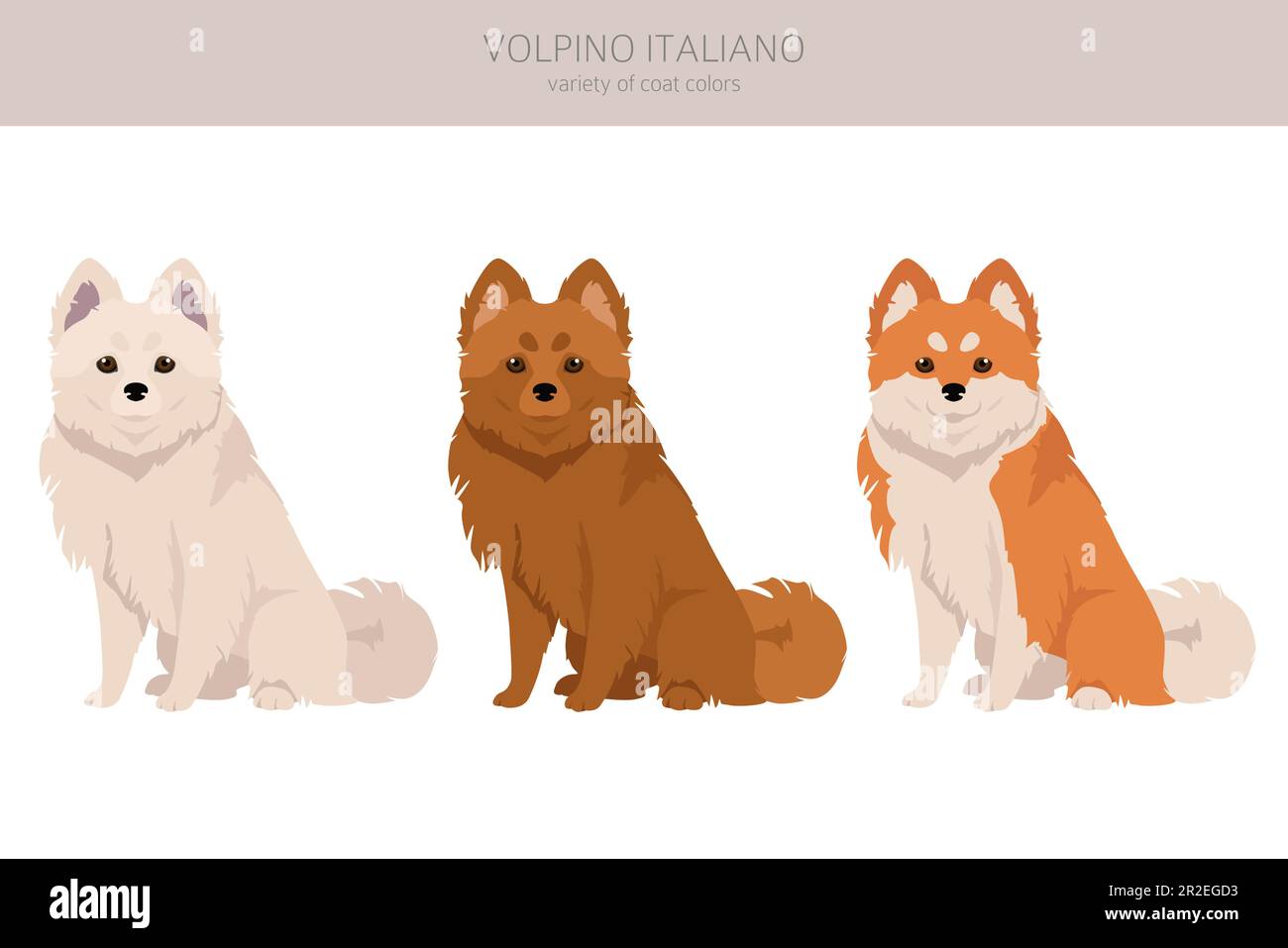 Volpino Italiano clipart. Different poses, coat colors set. Vector ...