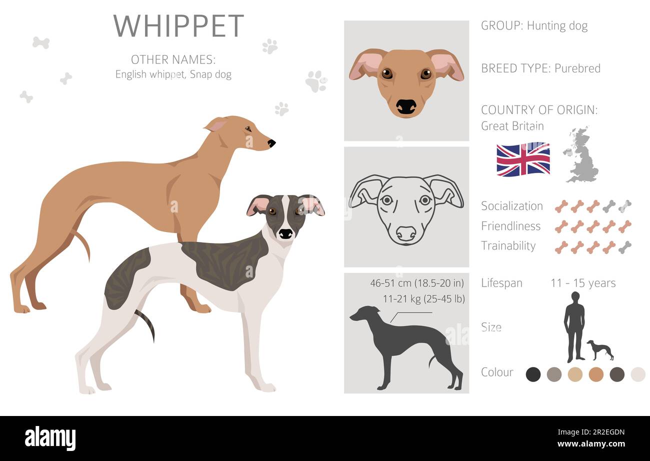 Whippet clipart. Different poses, coat colors set. Vector illustration Stock Vector Image & Art ...