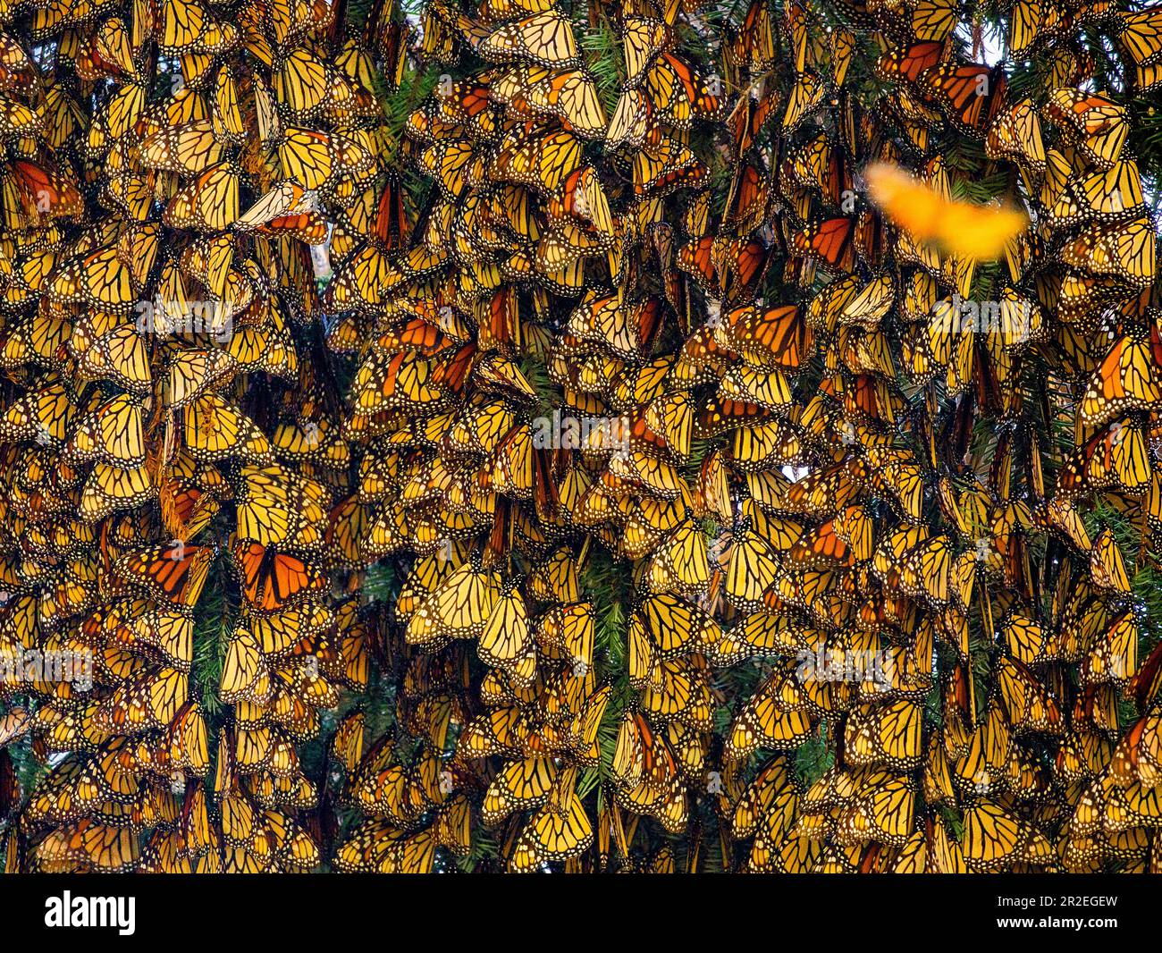 Big colony of Monarch butterflies (Danaus plexippus) close-up in the ...