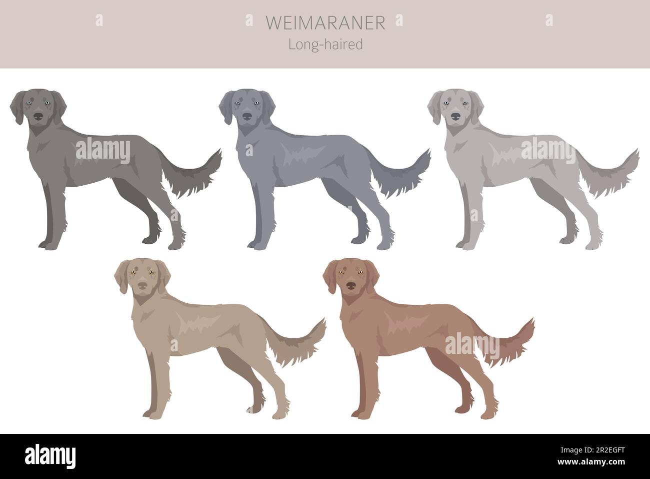Weimaraner longhaired dog clipart. All coat colors set. All dog breeds ...
