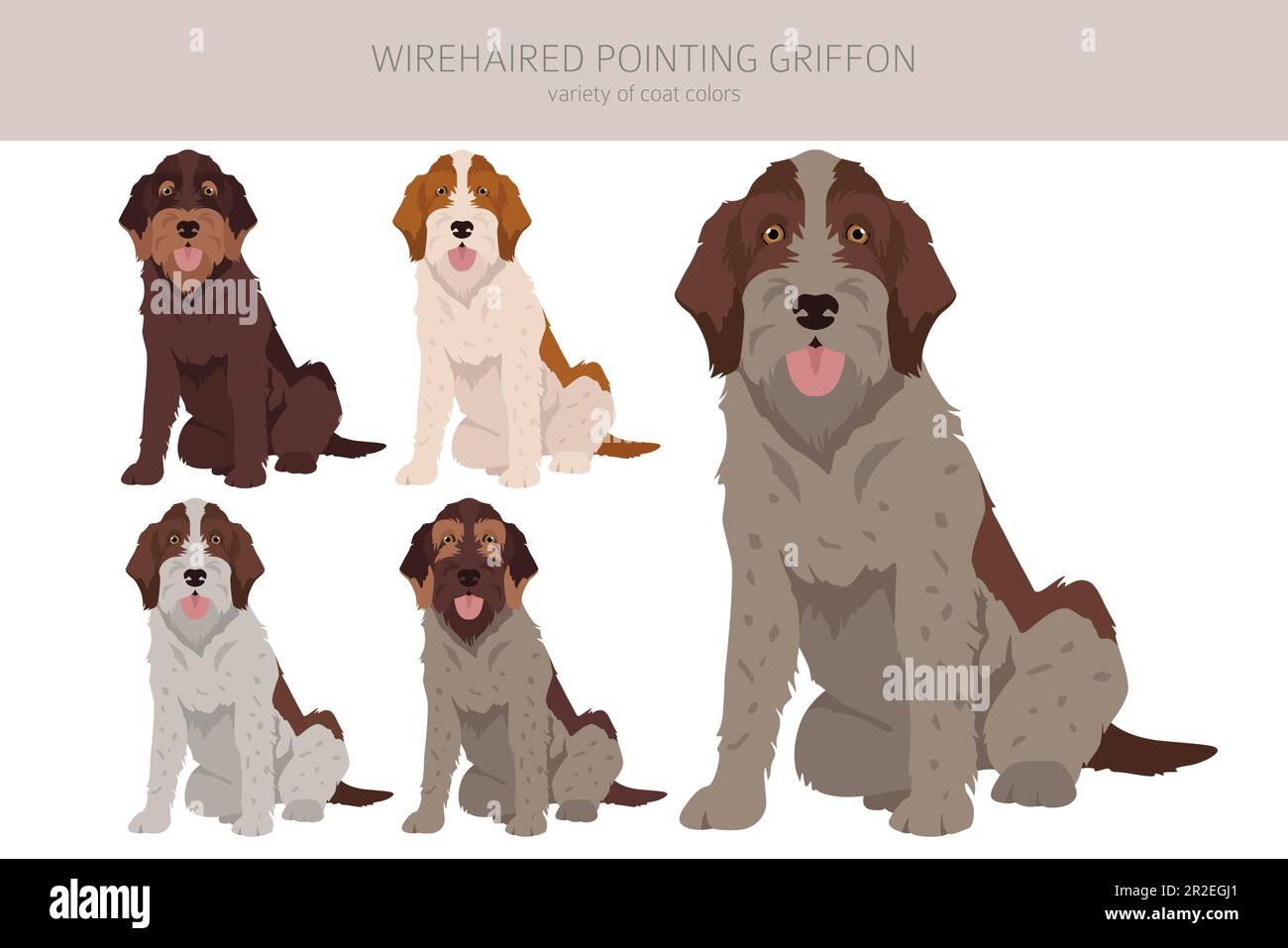 Wirehaired Pointing Griffon clipart. Different poses, coat colors set ...