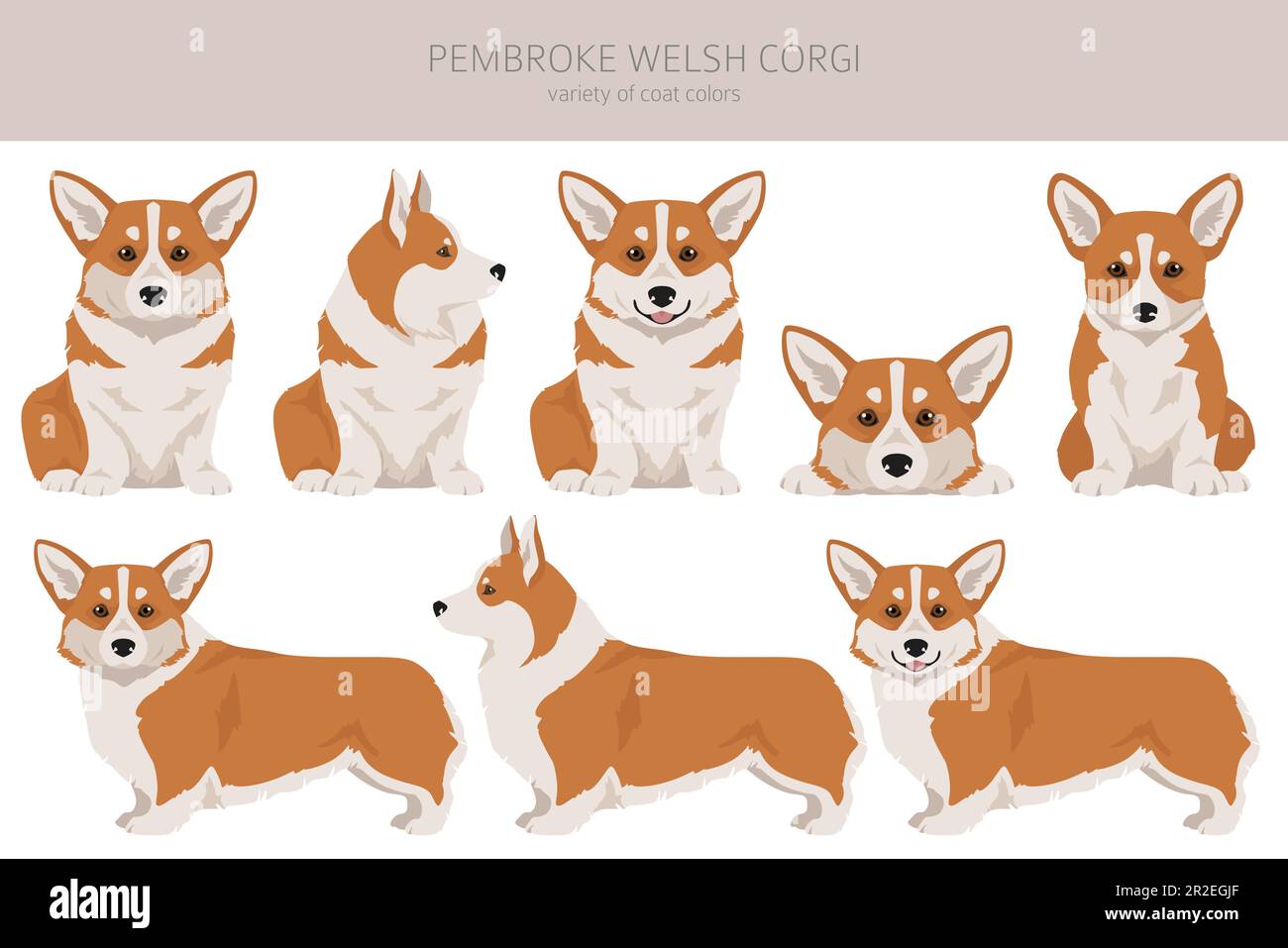 Welsh Corgi Pembroke clipart. All coat colors set. All dog breeds ...