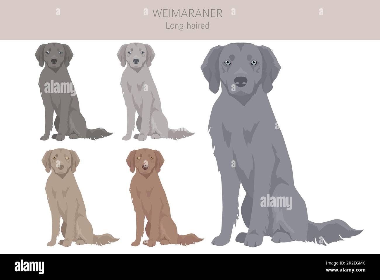 Weimaraner longhaired dog clipart. All coat colors set. All dog breeds ...
