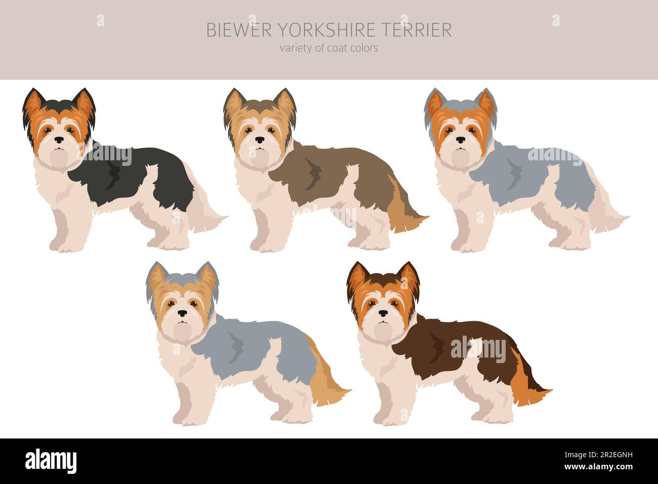 Biewer Yorkshire Terrier clipart. Different poses, coat colors set ...