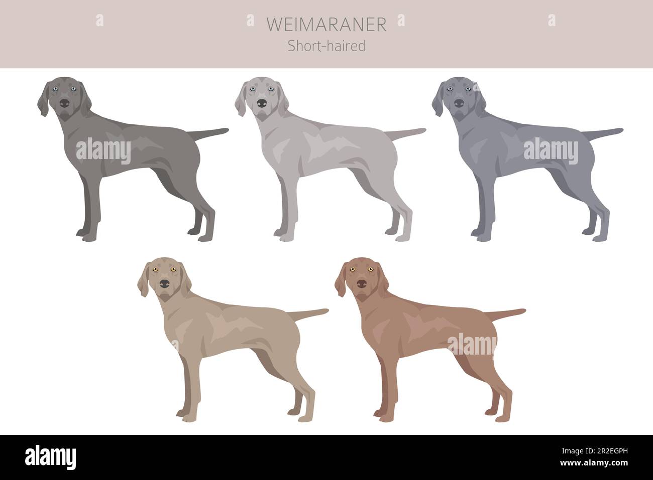 Weimaraner shorthaired dog clipart. All coat colors set. All dog breeds ...