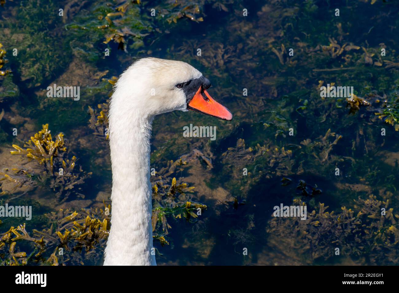 The head of a swan bird on a long neck. Portrait of a bird. White swan ...