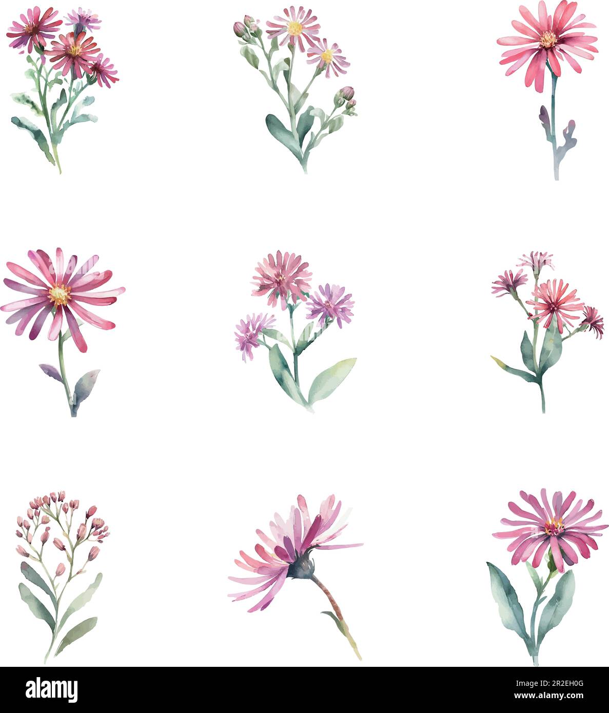 senecio x hybridus.Watercolor flowers set. Hand painted illustration ...