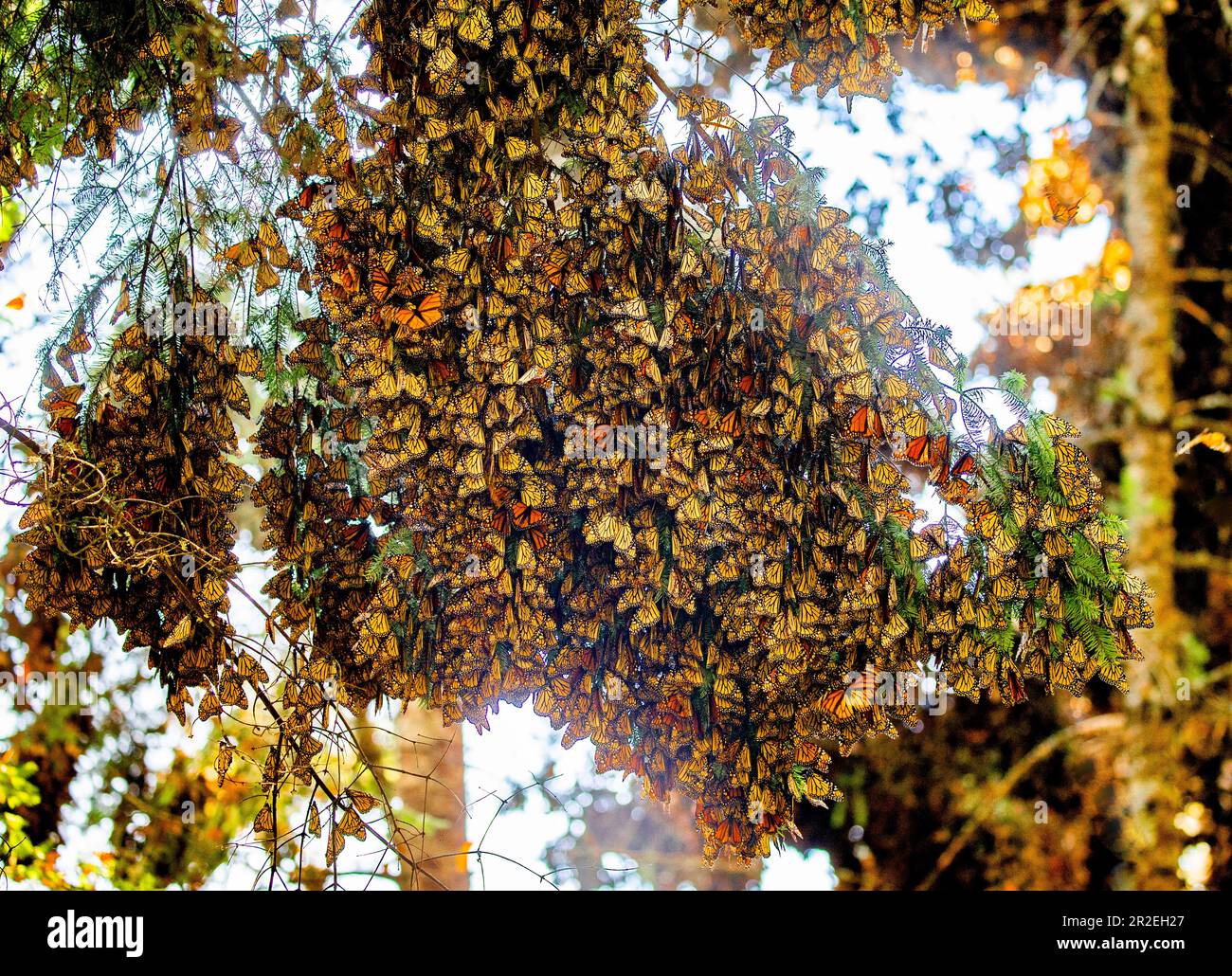 Big colony of Monarch butterflies (Danaus plexippus) close-up in the ...