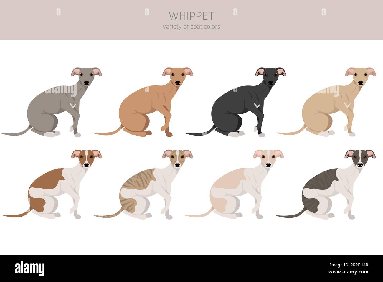 Whippet clipart. Different poses, coat colors set. Vector illustration ...