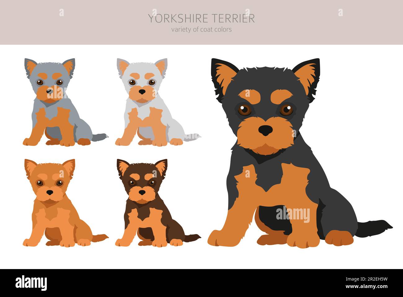 Yorkshire Terrier clipart. Different poses, coat colors set. Vector ...
