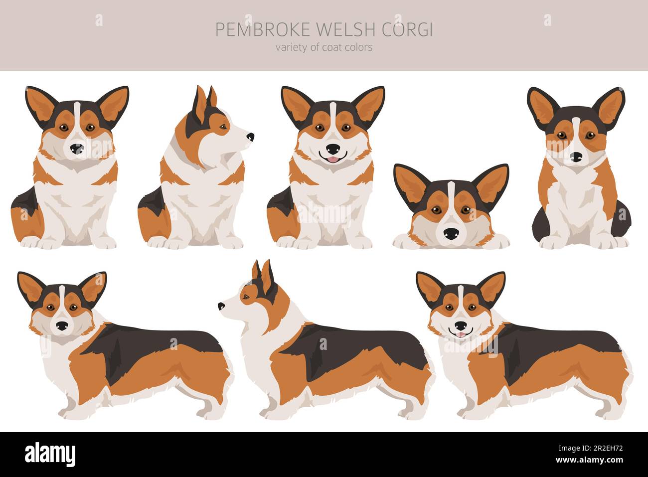Welsh Corgi Pembroke clipart. All coat colors set. All dog breeds ...