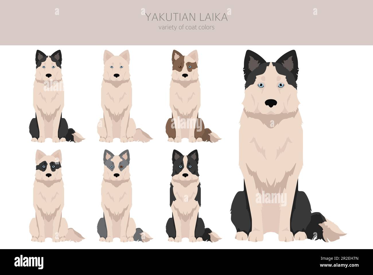 Yakutian Laika clipart. Different poses, coat colors set. Vector ...