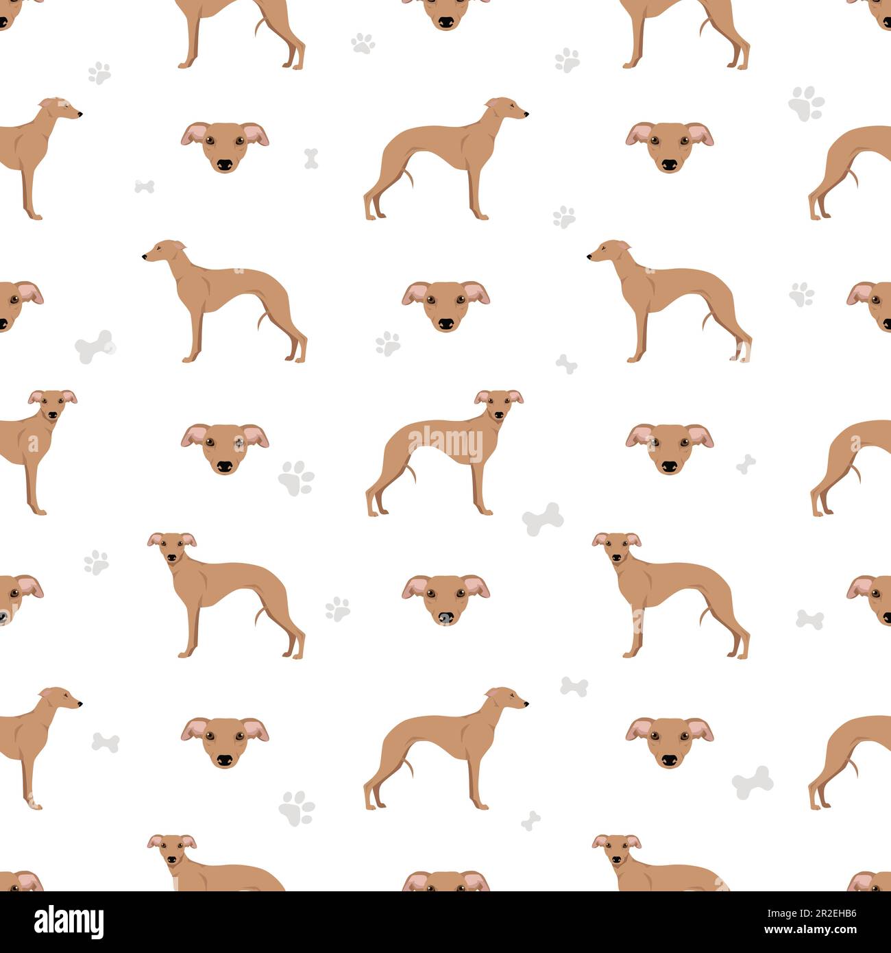 Whippet seamless pattern. Different poses, coat colors set. Vector illustration Stock Vector ...