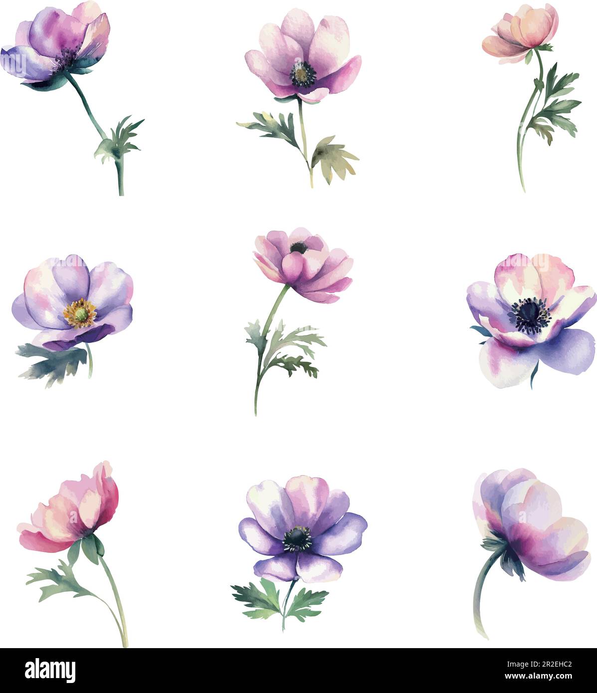 Watercolor illustration of anemone flowers, isolated on white ...