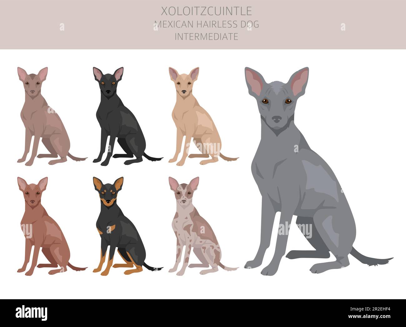 Xoloitzcuintle, Mexican hairless dog intermediate clipart. Different ...
