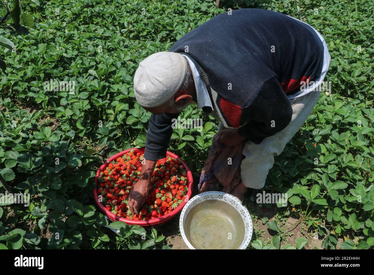 Strawberry village india hi-res stock photography and images - Alamy