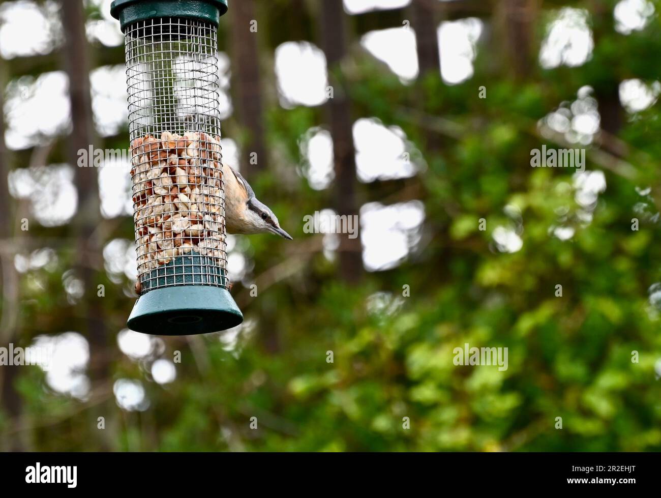 A nuthatch feeding from peanuts Stock Photo - Alamy