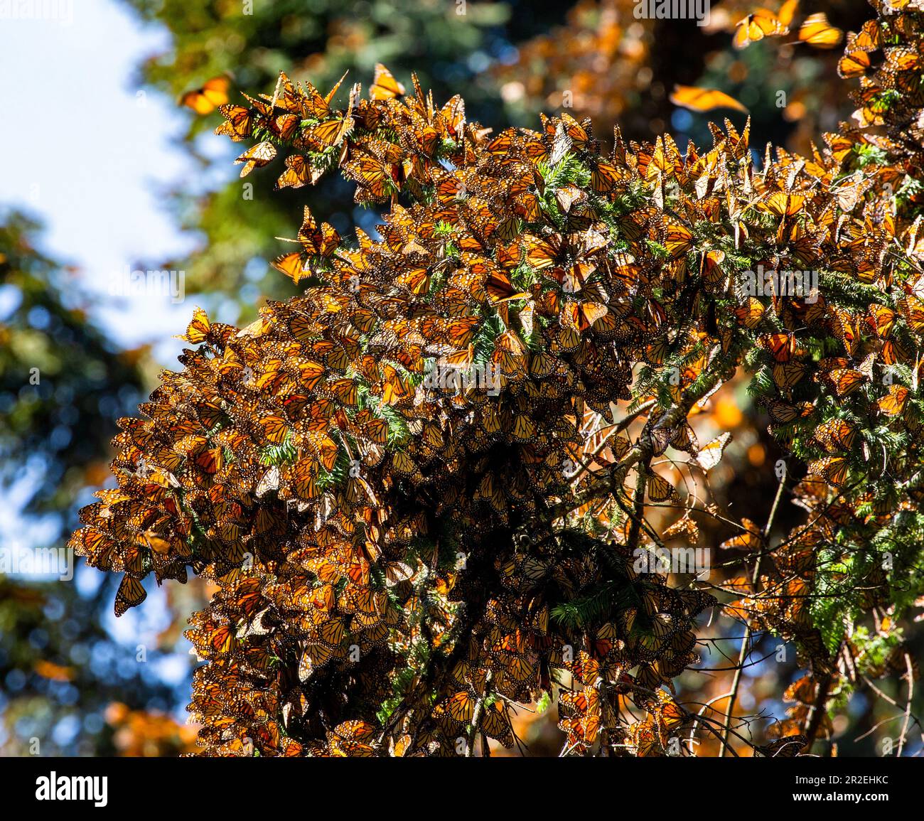 Big colony of Monarch butterflies (Danaus plexippus) close-up in the ...