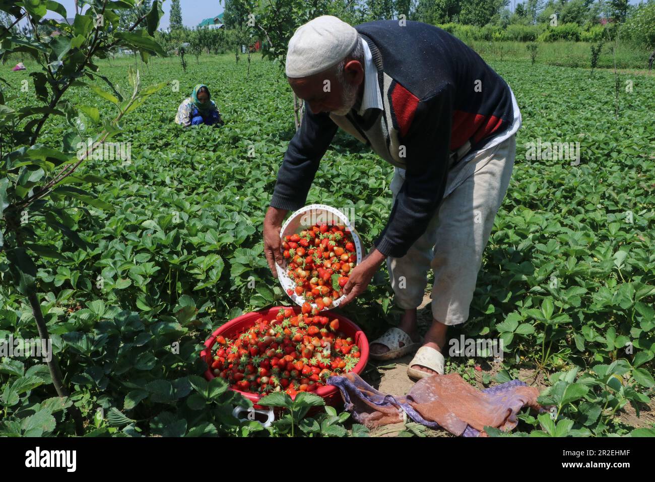 Strawberry village india hi-res stock photography and images - Alamy