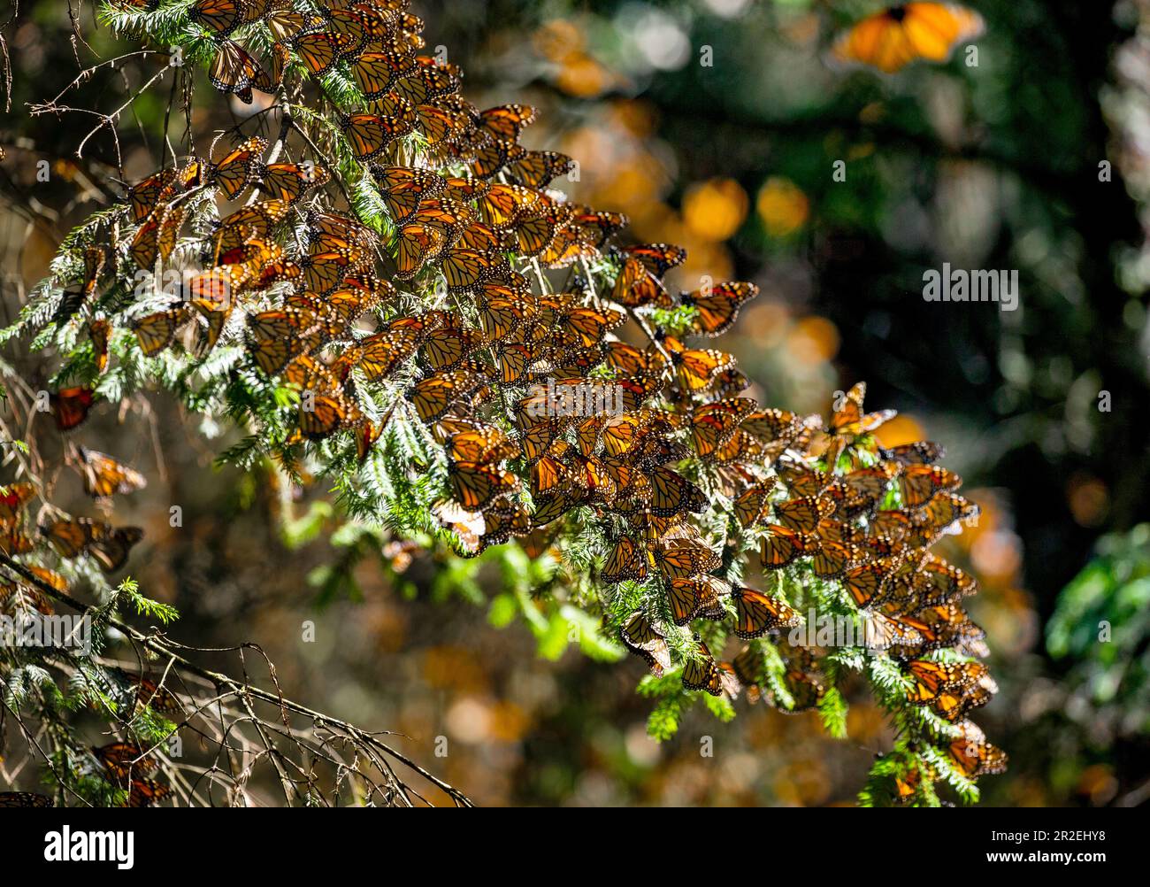 Colony of Monarch butterflies (Danaus plexippus) are sitting on pine ...