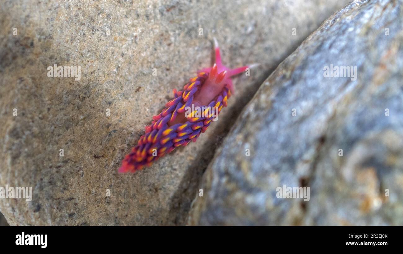 Rainbow Sea Slug / Nudibranch / Babakina anadoni in rock pool Falmouth ...