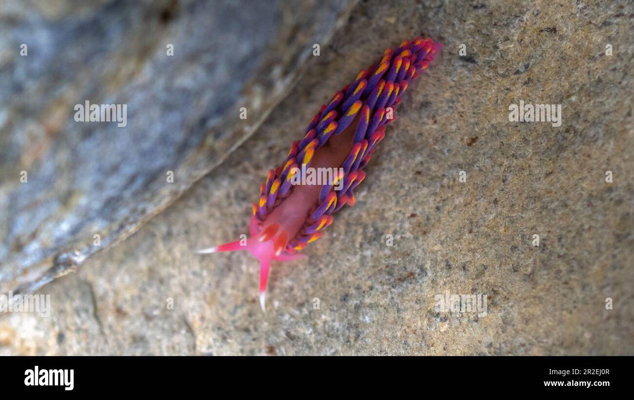 Rainbow Sea Slug / Nudibranch / Babakina anadoni in rock pool Falmouth ...