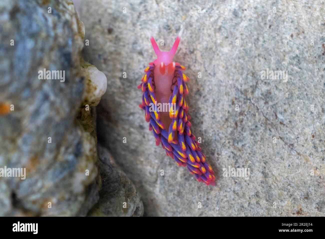 Rainbow Sea Slug / Nudibranch / Babakina anadoni in rock pool Falmouth ...