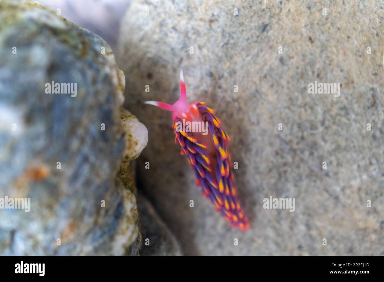 Rainbow Sea Slug / Nudibranch / Babakina anadoni in rock pool Falmouth ...