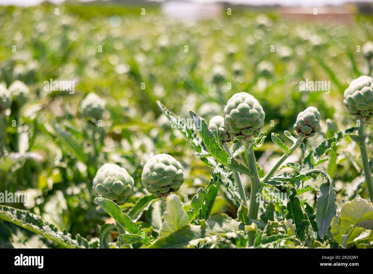 Globe artichokes planted on farm field. Popular vegetable crop Stock Photo - Alamy