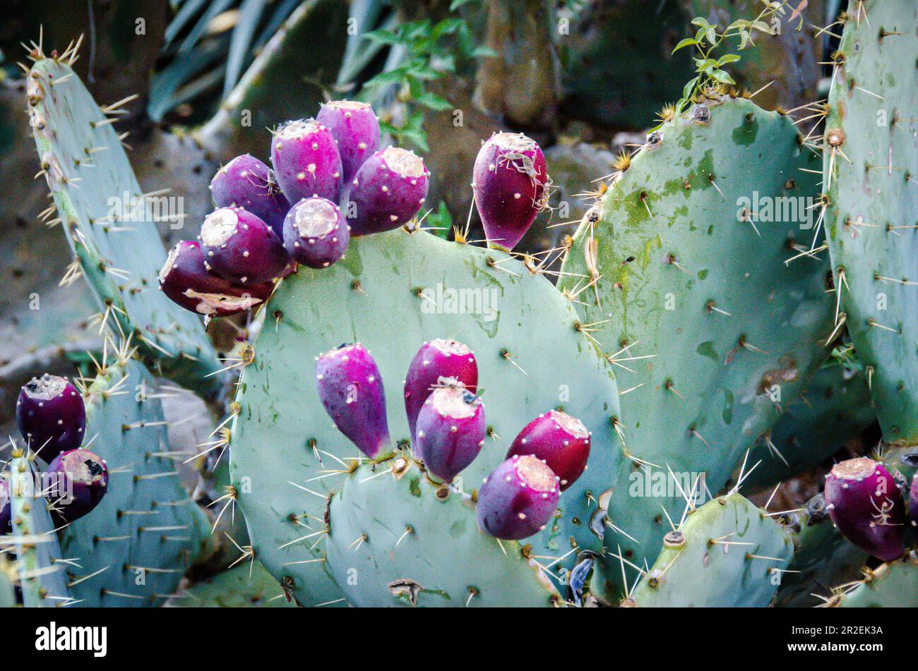 Tuna cactus hi-res stock photography and images - Alamy