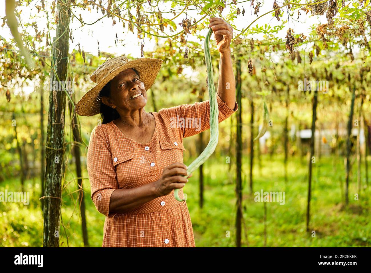 Senior happy Indian female farmer in straw hat holding her zucchini ...