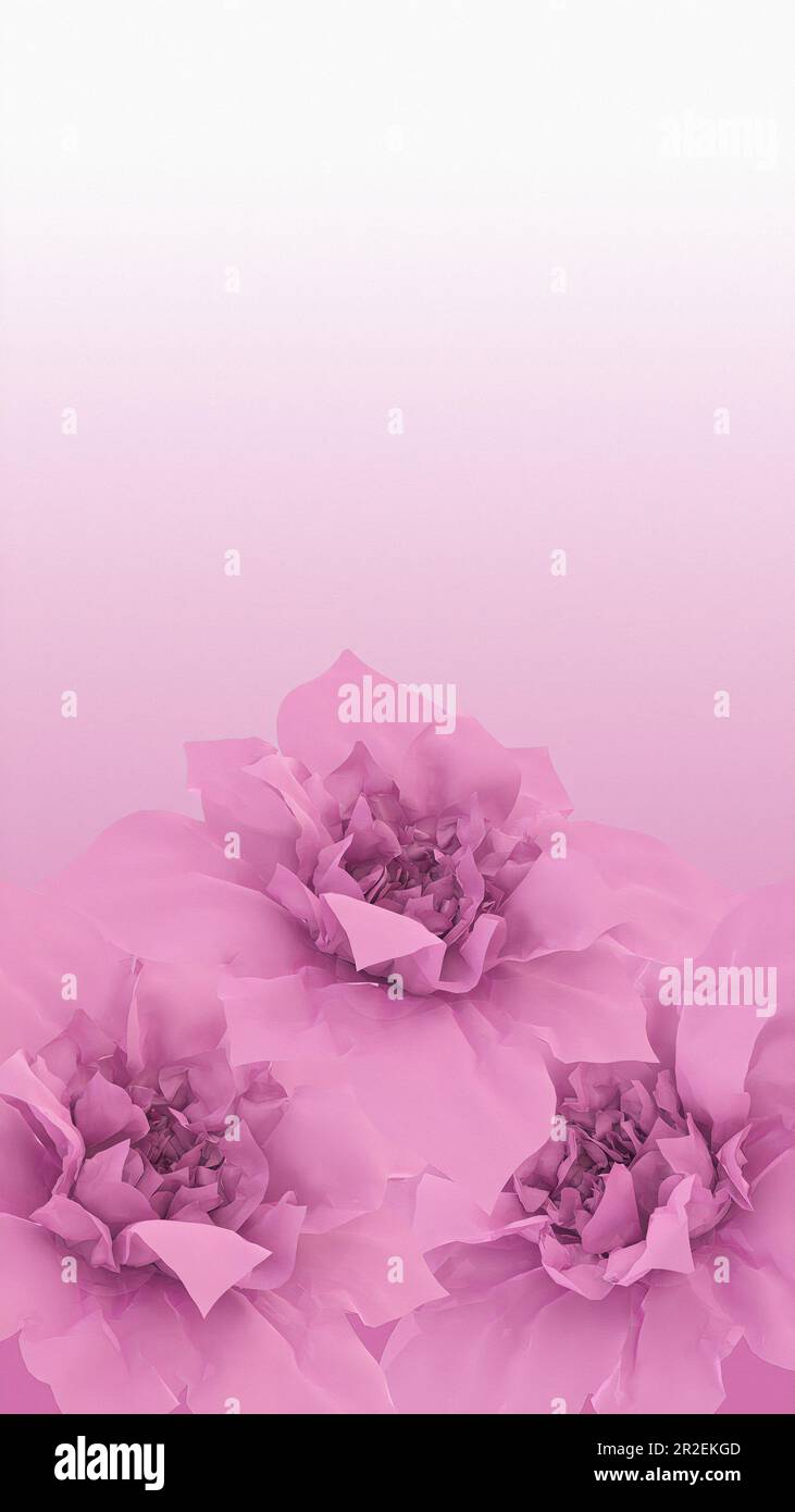 Blooming Pink Flowers on Pink and White Gradient Background Stock Photo ...