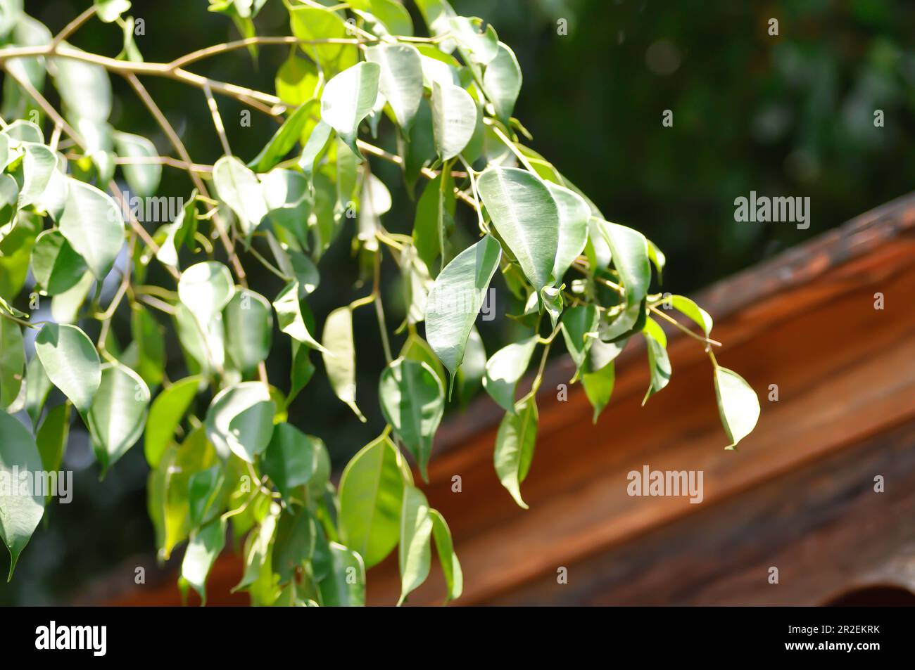 banyan tree or Ficus annulata or ficus bengalensis plant Stock Photo ...