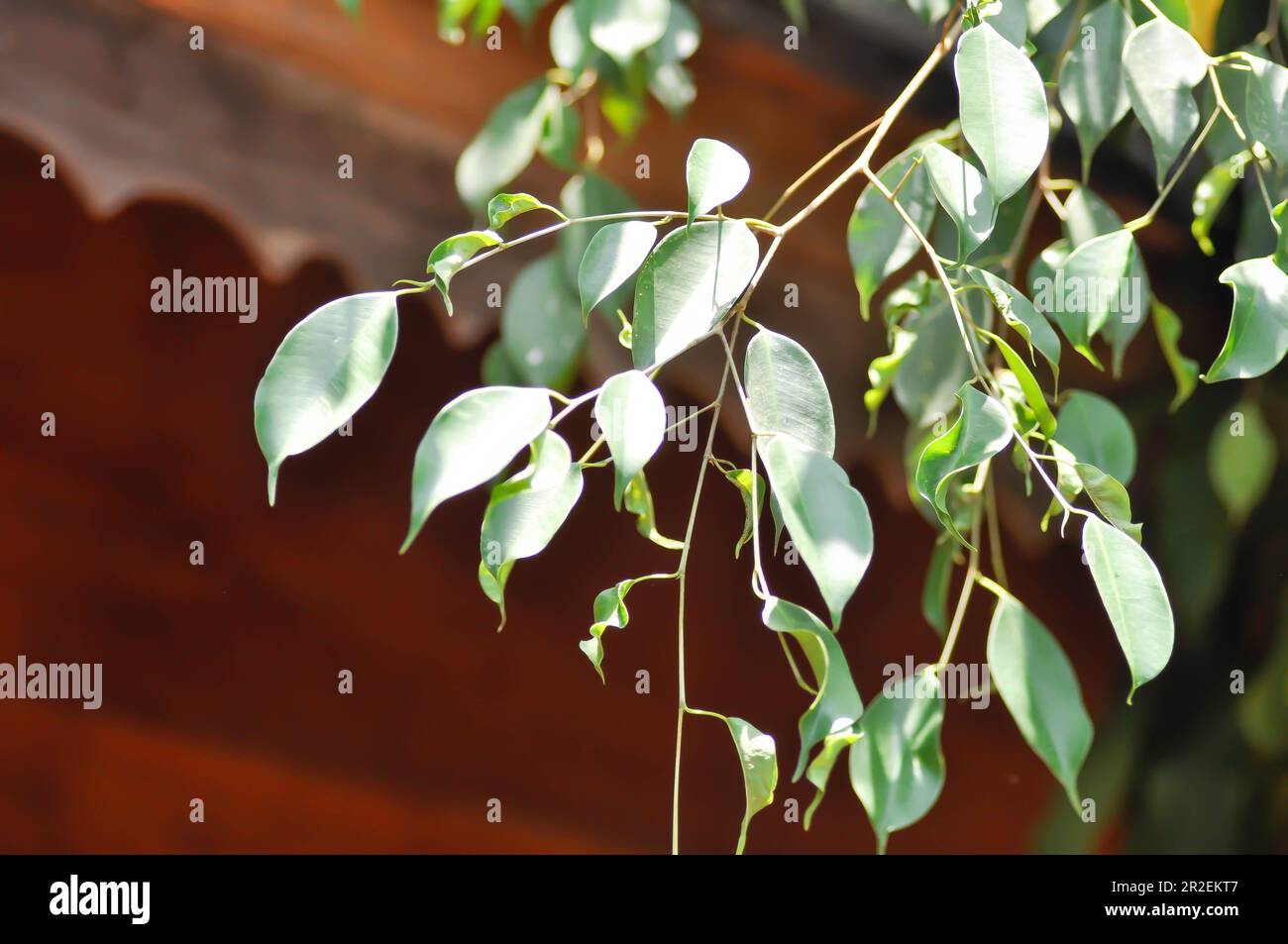 banyan tree or Ficus annulata or ficus bengalensis plant Stock Photo ...