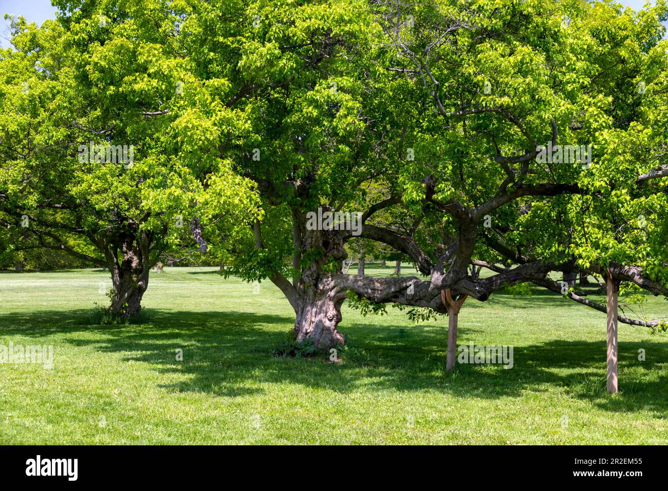 Royal Botanical Gardens Arboretum Hamilton Ontario Canada. (Tatarian ...