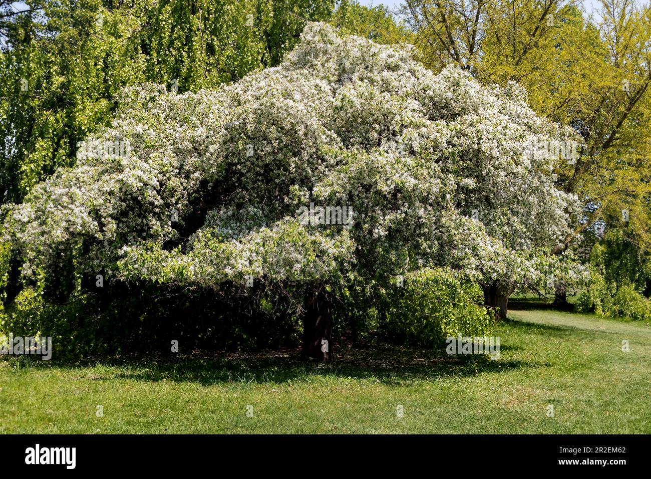 Royal Botanical Gardens Arboretum Hamilton Ontario Canada. Flowering ...