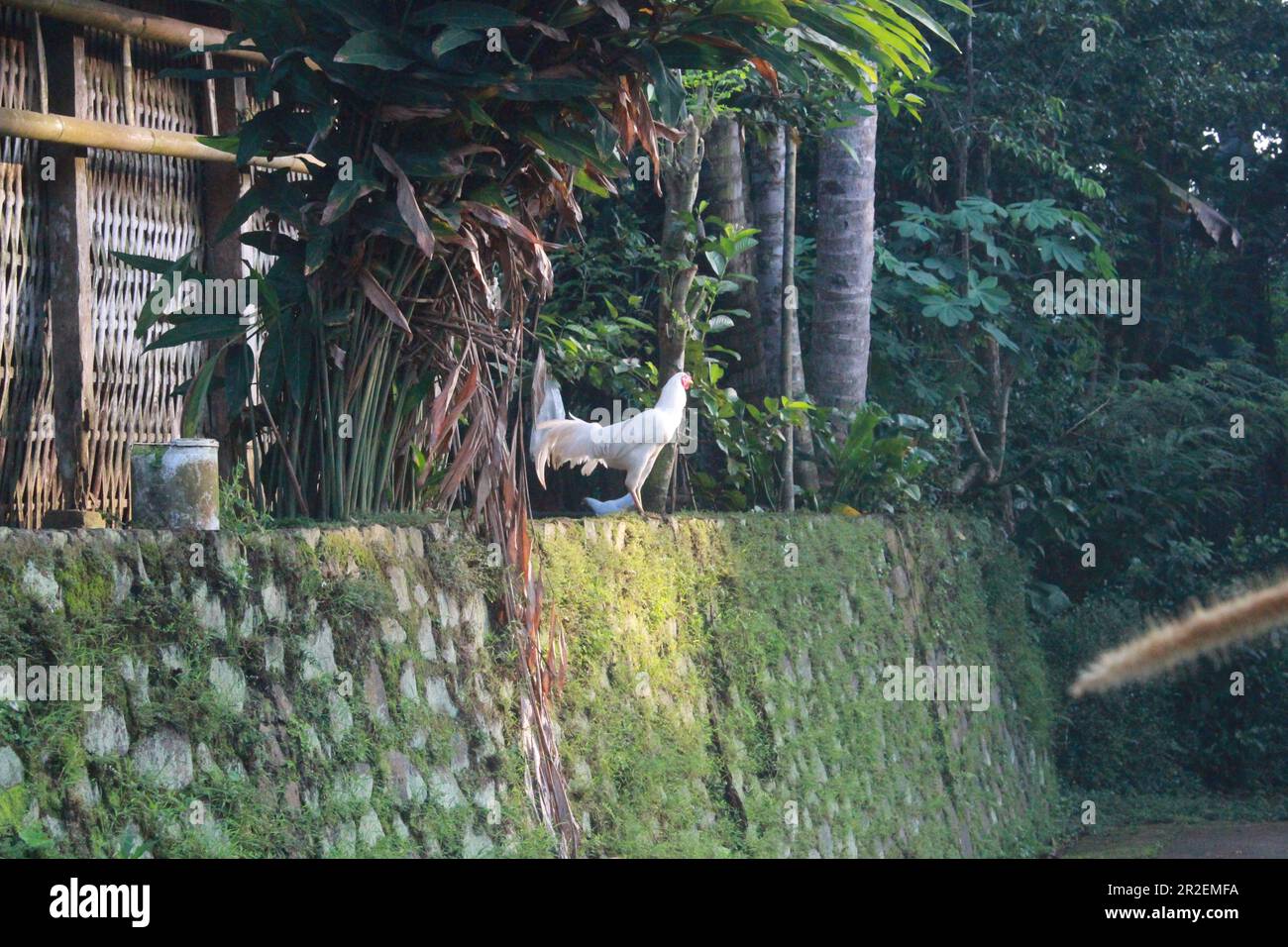 a white rooster crowing on the fence beside the village house Stock ...