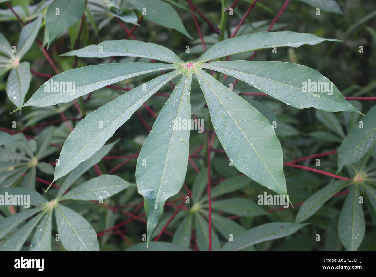 seven-fingered cassava leaves in the garden Stock Photo - Alamy