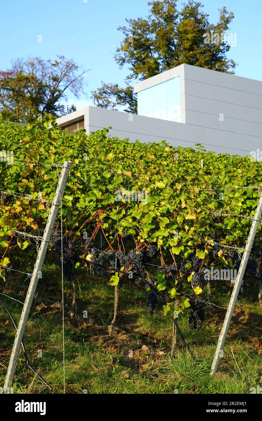 Vine-growing in the mining-follow-up landscape Stock Photo - Alamy