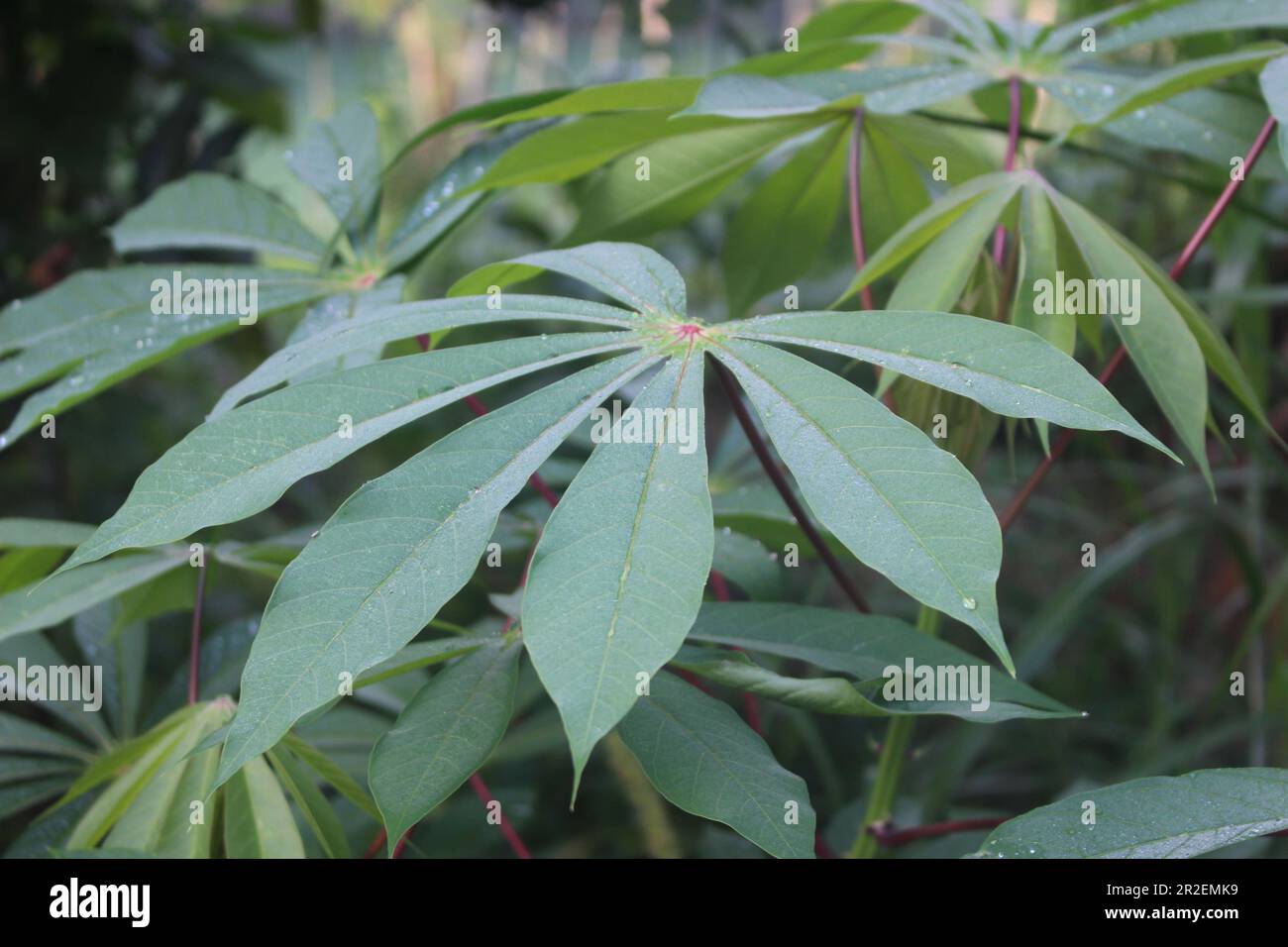 seven-fingered cassava leaves in the garden Stock Photo - Alamy