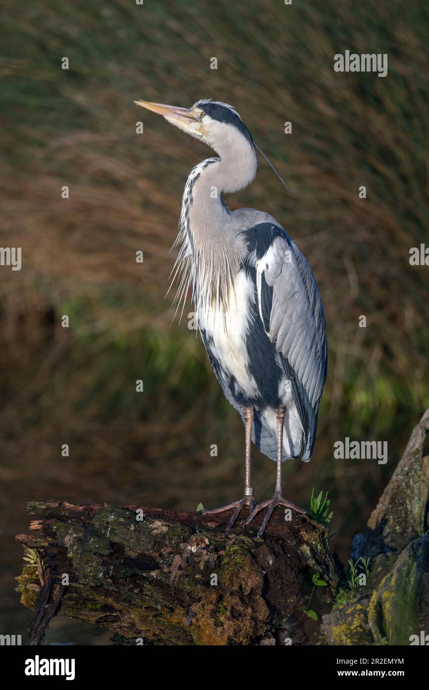 Grey heron has spotted something in the sky at Bushy Park near London ...