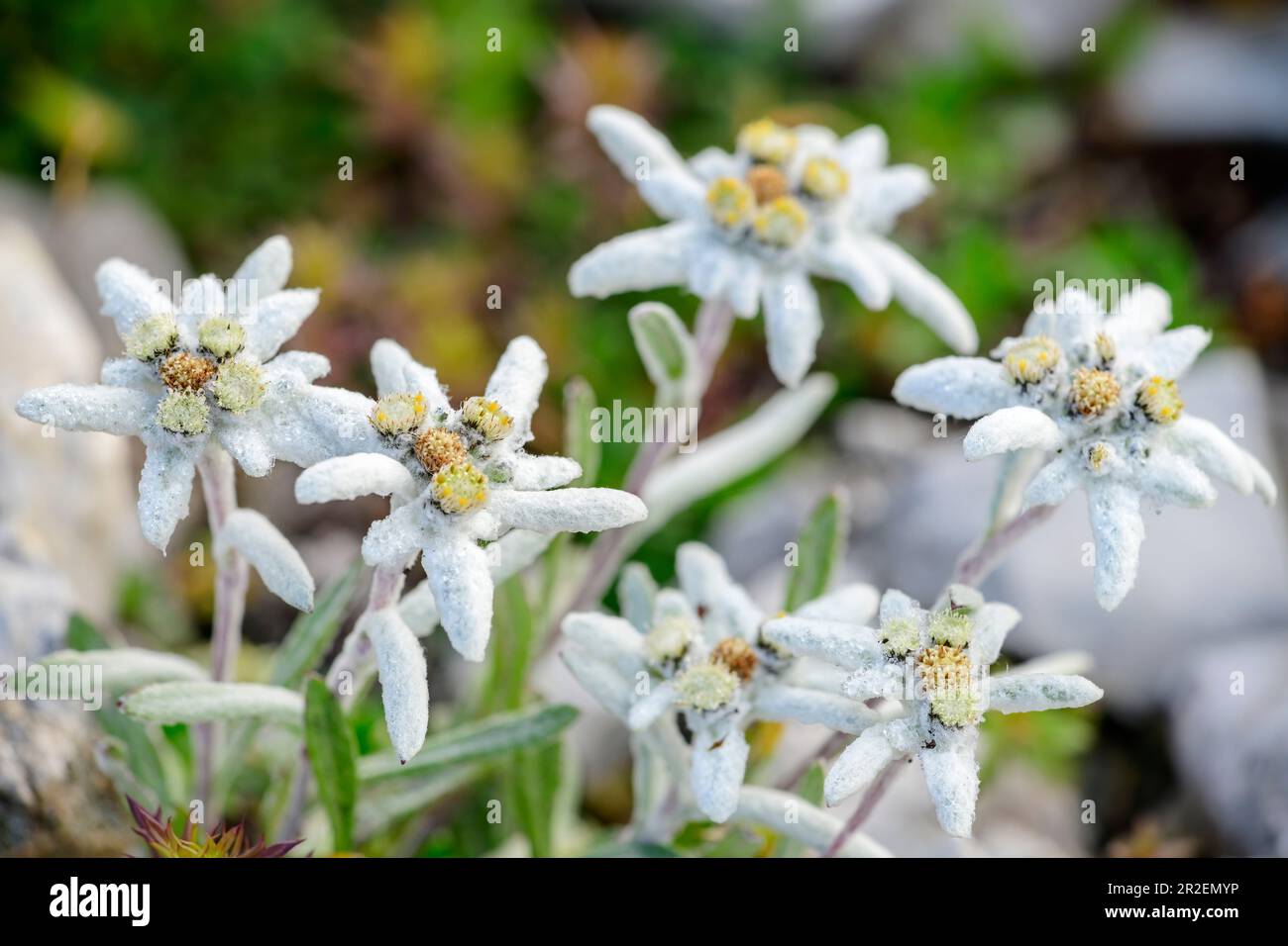 Edelweiss, Leontopodium, Rifugio Dal Piaz, Vette Grandi, Feltre ...
