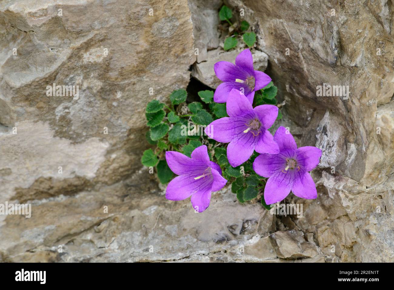 Endemic bellflower grows from crevice, Campanula morettiana ...