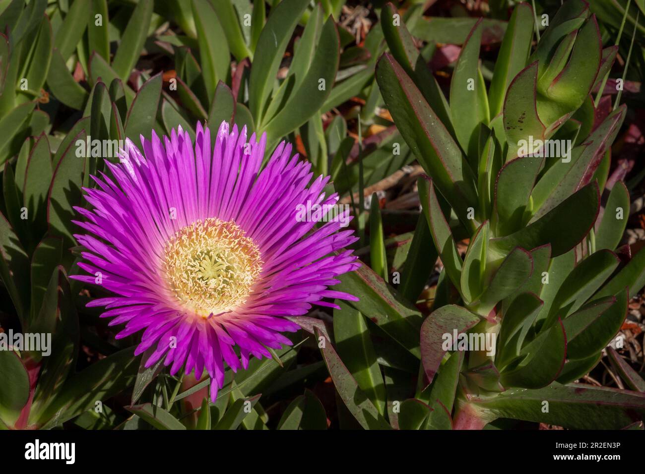 Pink flowers of a pigface (Carpobrotus edulis), mediterranean succulent ...
