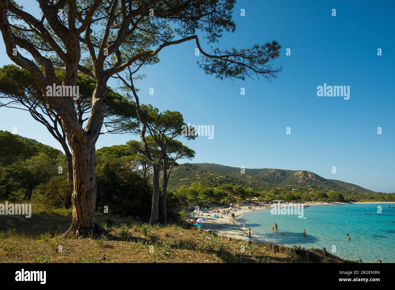 Beach and pine trees, Palombaggia, Porto Vecchio, Corse-du-Sud, Corsica ...